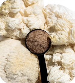 Mushroom Coffee Ingredients - What's In Everyday Dose?